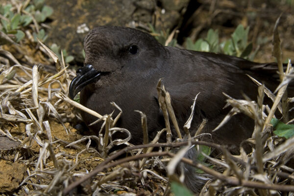 Paínho-de-Monteiro (Hydrobates moneteiroi)